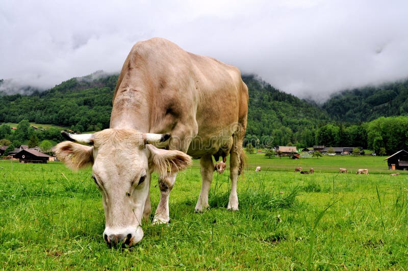 Cow in the alps stock photo. Image of milk, farming, switzerland - 14507710