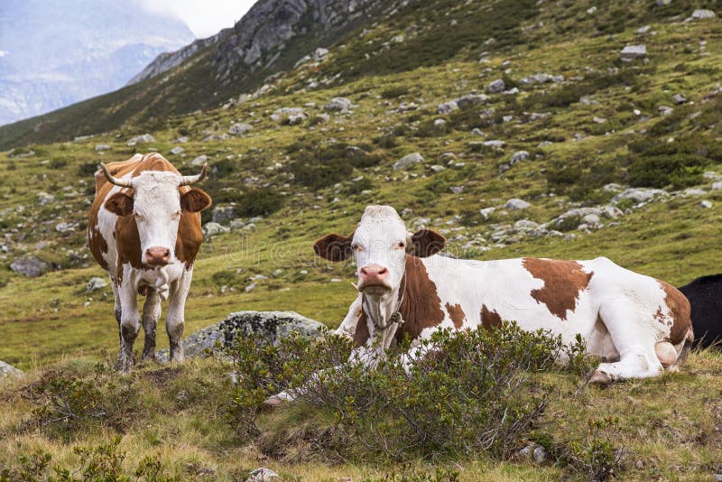 Cow in the alps stock photo. Image of switzerland, mountains - 45264456