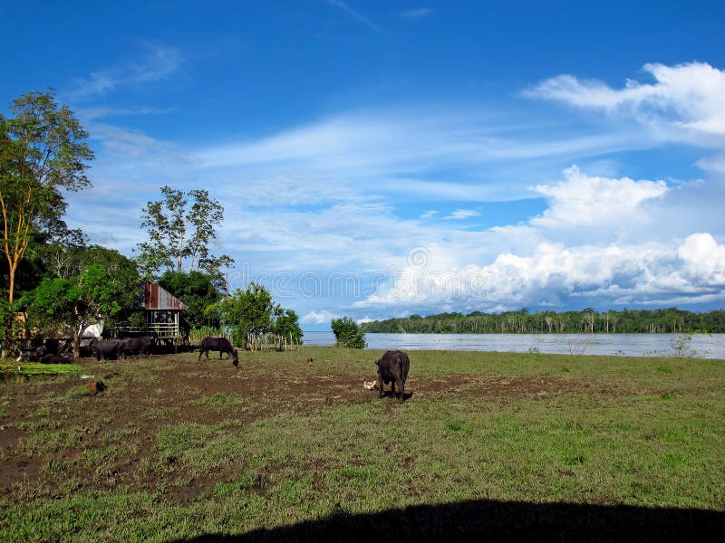 141 Amazon Cow Stock Photos - Free & Royalty-Free Stock Photos from ...