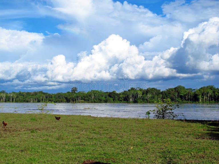 Cow on Amazon River, Peru, South America Stock Photo - Image of ...