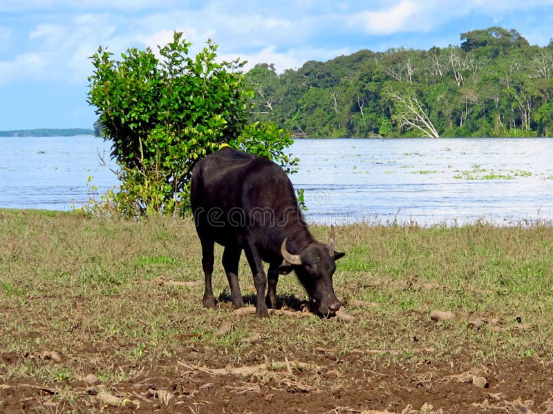 232 Amazon Cow Stock Photos - Free & Royalty-Free Stock Photos from ...