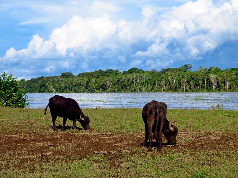 Cow on Amazon River, Peru, South America Stock Image - Image of nature ...