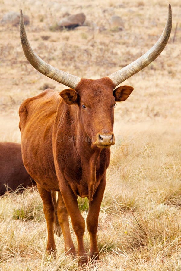 Cow stock image. Image of south, large, africa, natal - 45682265