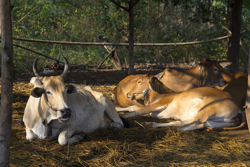 Cow stock photo. Image of livestock, hogback, bellow - 66575044