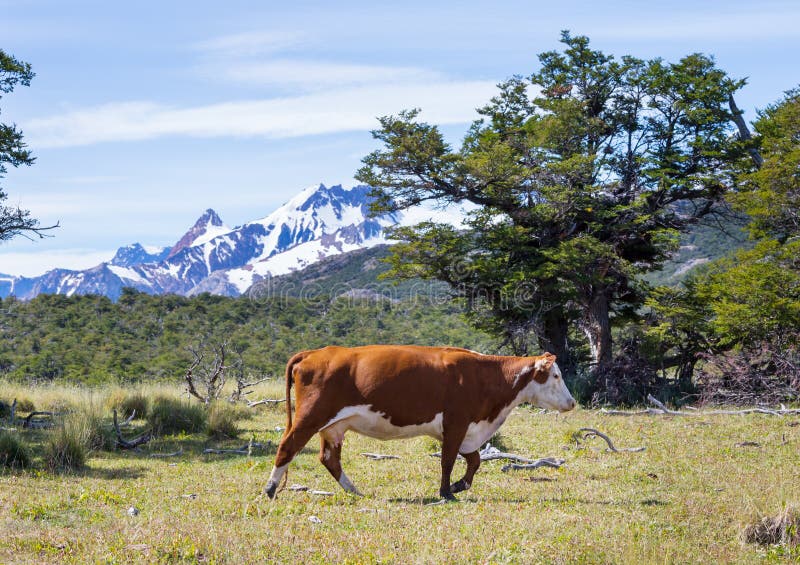 Cow in Argentina stock image. Image of farming, hill - 194458247