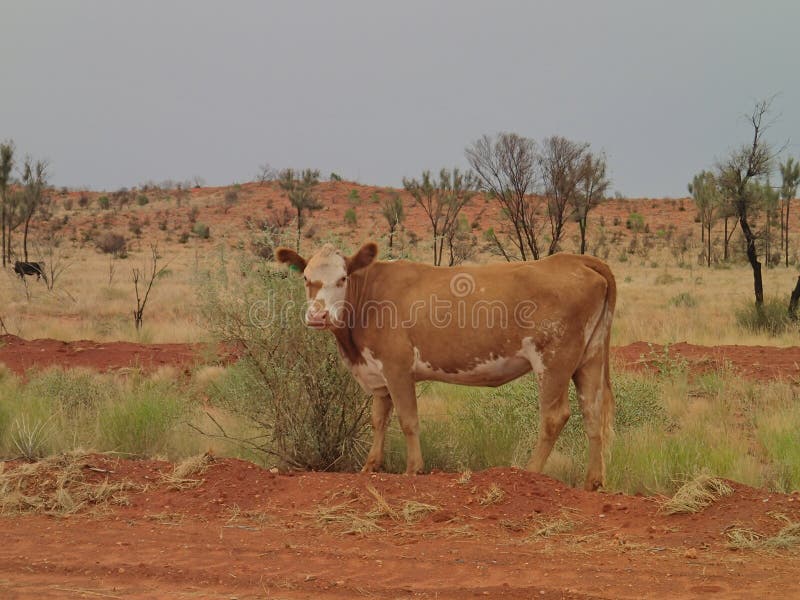 Cow shadow stock photo. Image of country, hills, dairy - 57098894