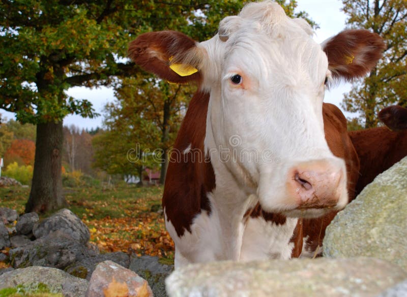 Cow in autumn stock photo. Image of stone, ruminate, farming - 7911604