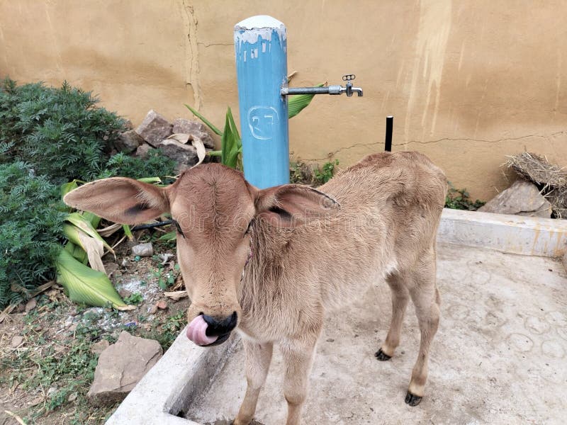 Cow Baby Small Indian Animals Stock Photo - Image of small, animals ...