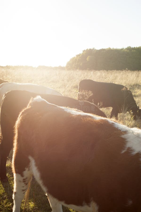 Cow back stock photo. Image of agriculture, farmland - 60220658