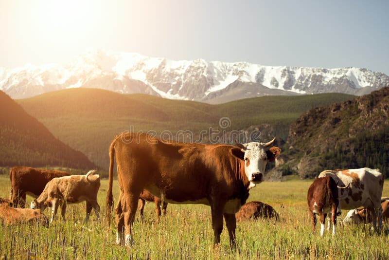 Cow on a Background of Snowy Mountains Stock Image - Image of ...