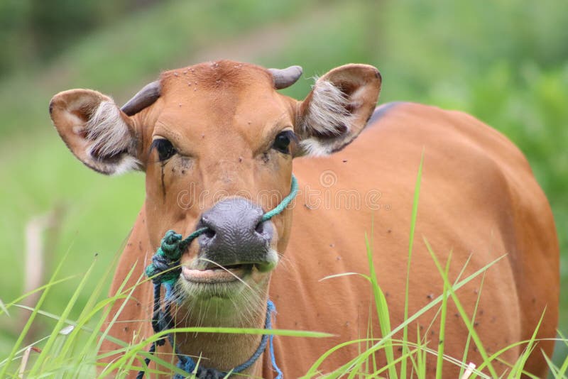 Cow in Bali Life Eat Grass Now Stock Image - Image of bali, life: 168366777
