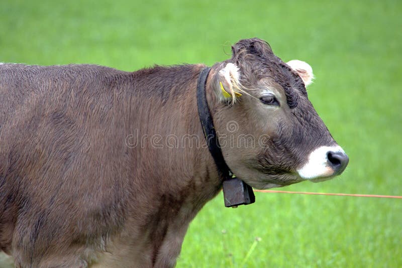 Cow with Bangs and a Bell on Her Neck Stock Photo - Image of cattle ...