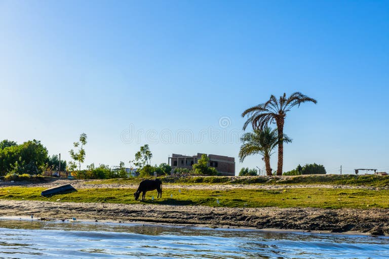 Cow on a Bank of the Nile River Stock Image - Image of livestock, green ...