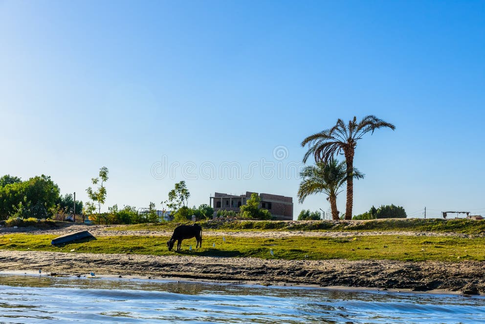 Cow on a Bank of the Nile River Stock Image - Image of livestock, green ...