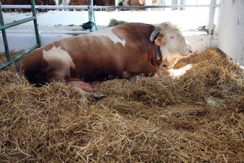 The Cow in the Barn at the Fair in Bjelovar, Croatia Stock Photo ...
