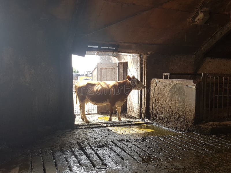 Cow in barn on farm stock image. Image of dairy, barn - 93607227