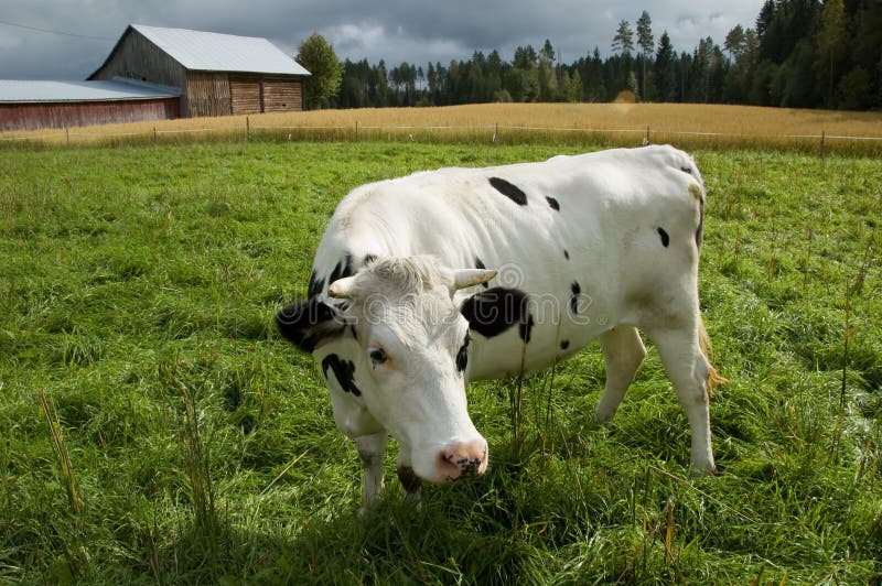 Cow and a Barn in Finnish Countryside Stock Photo - Image of horizontal ...