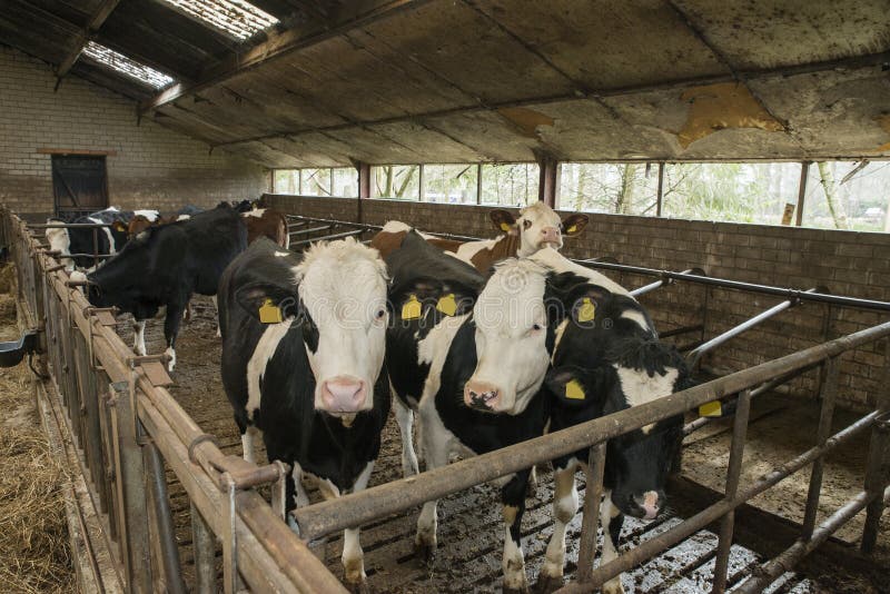Cow in a Barn Stable on a Farm Stock Image - Image of milk, little ...