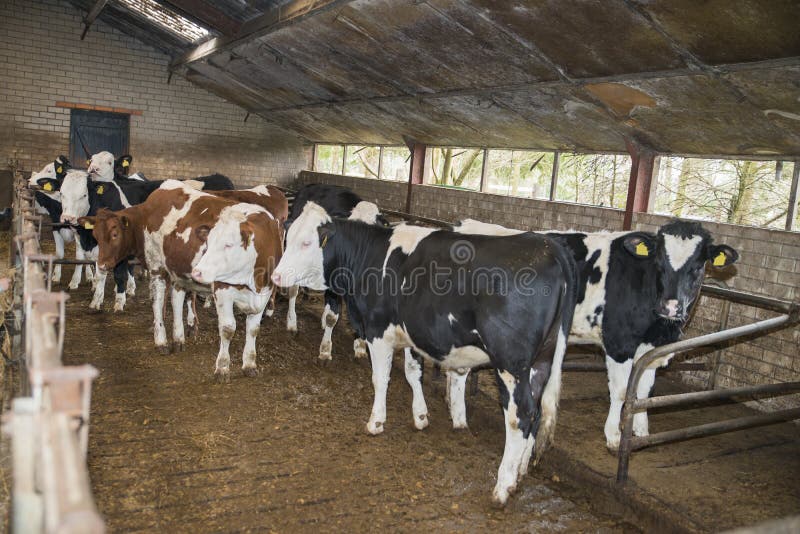 Cow in a Barn Stable on a Farm Stock Photo - Image of herd, white: 38966438