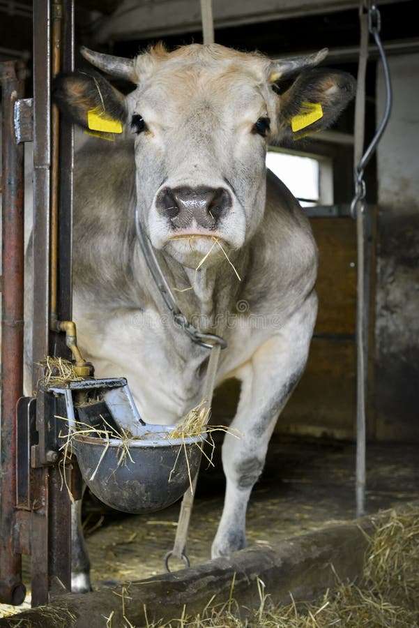 Cow in a barn stock image. Image of indoors, cattle, mammal - 30687979