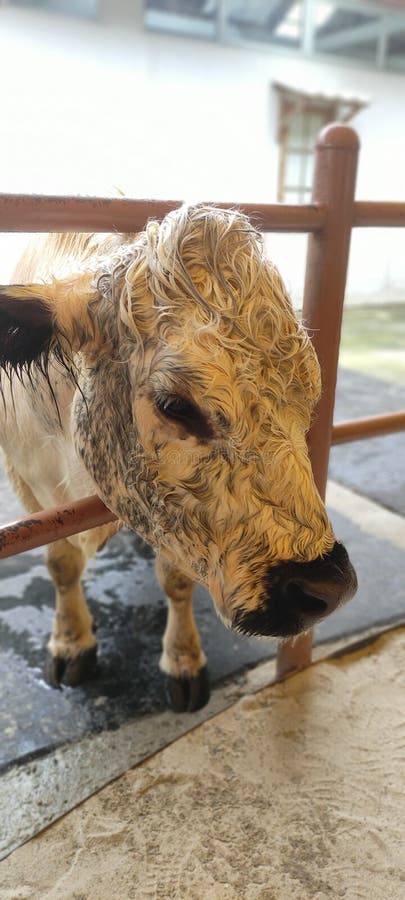 Cow after bath stock photo. Image of still, bath, bathing - 265731560
