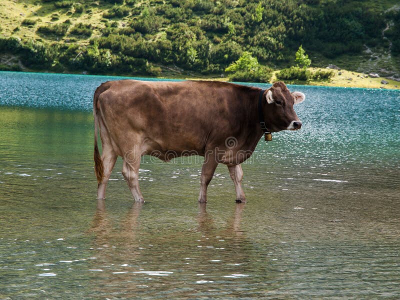Cow bathing in a pond stock photo. Image of agriculture - 85219984