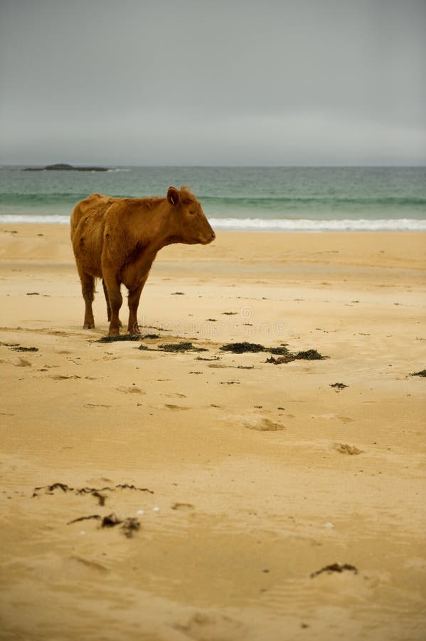 Cow on beach stock image. Image of space, fresh, copy - 14495441