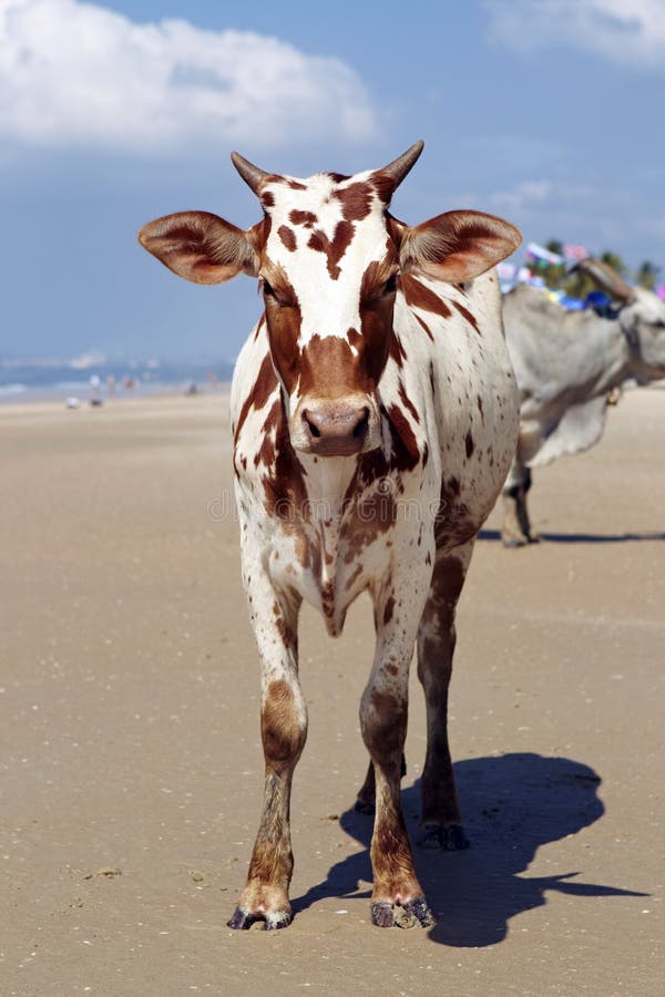Cow in the beach stock image. Image of white, beach, solitaire - 17164477