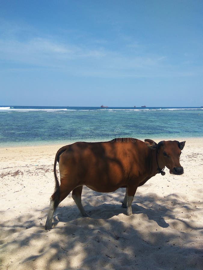 Cow on the beach stock photo. Image of sand, herd, landscape - 229457156