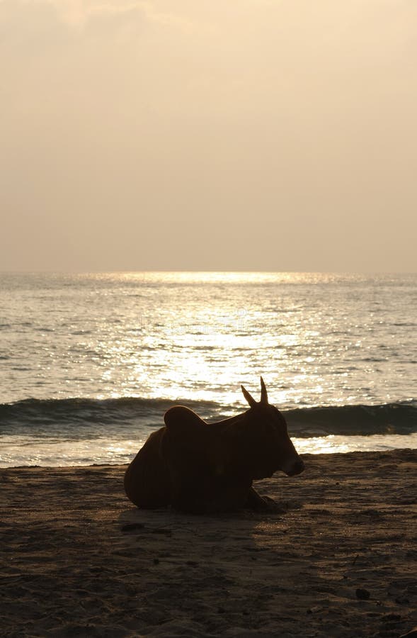 Cow on beach stock image. Image of studio, male, nature - 23902211