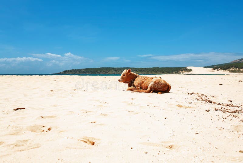 Cow on the beach stock photo. Image of nature, agriculture - 25423532
