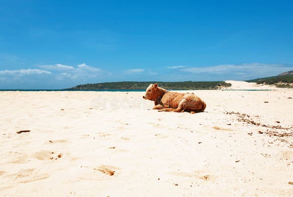 Cow on the beach stock photo. Image of nature, agriculture - 25423532