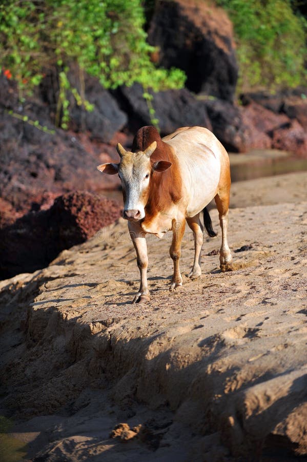 Cow on the beach stock photo. Image of white, indian - 37831296
