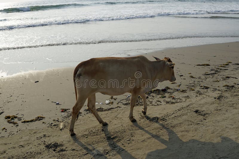 Cow at the Beach in Arambol Stock Image - Image of animal, holy: 377301925