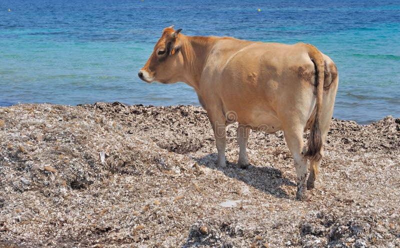 Cow on the beach stock photo. Image of beach, scenic - 34962612