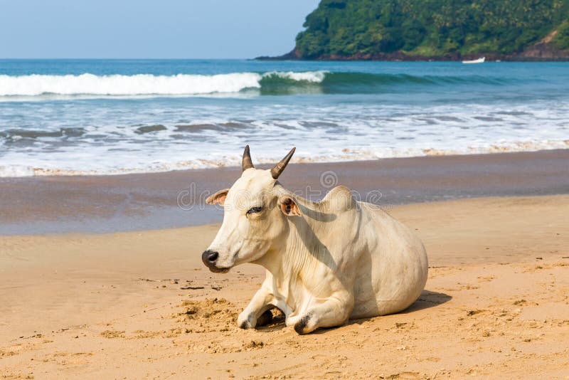 Cow on the beach stock image. Image of travel, trip, white - 71564337