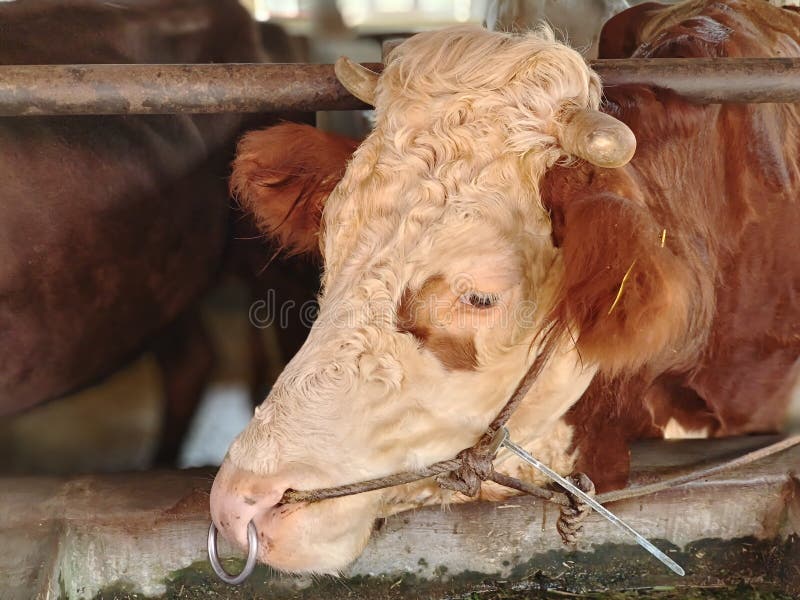 Cow with beautiful hair stock image. Image of goat, sheep - 267934981