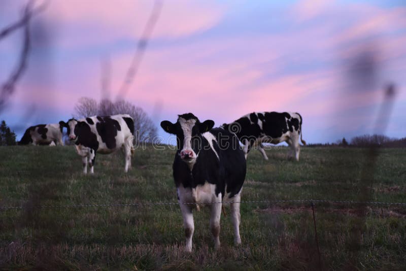 Cow stock image. Image of cloud, november, calf, beautiful - 103746483