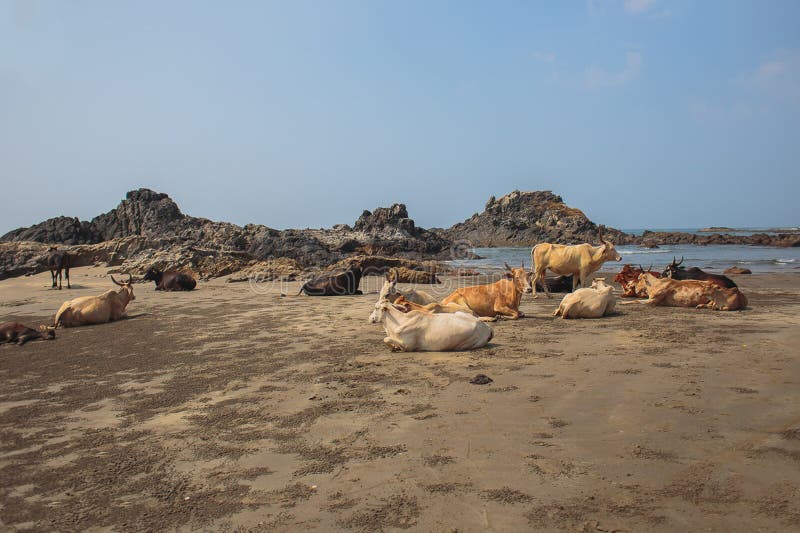 Cow on Beautiful Tropical Beach ,Goa, India. Stock Photo - Image of ...