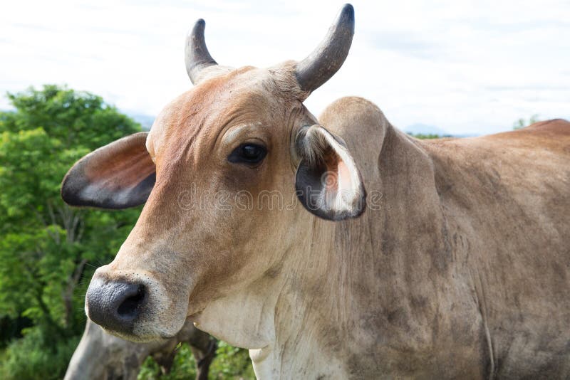 Cow beef cattle stock image. Image of beef, outdoors - 61855665
