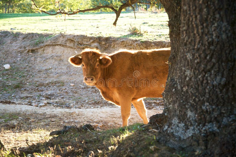 Cow behind tree stock photo. Image of antler, nature - 11981876
