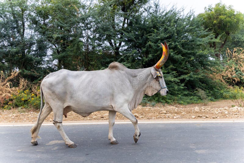 Cow with Big Horn at Road at Evening from Flat Angle Stock Photo ...