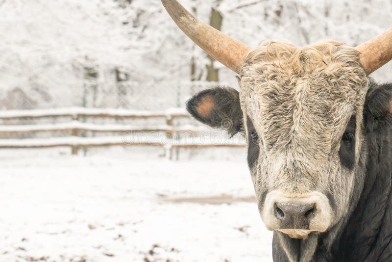 Cow with Big Horns Close-up on Winter Background with Copy Space Stock ...