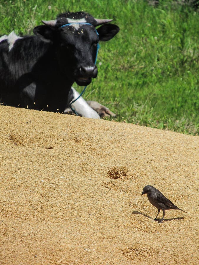 Cow and Bird in the Countryside Stock Image - Image of field, company ...