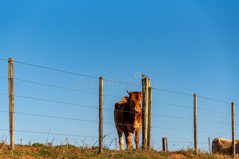 Cow and Bird in Fields of the Pampa Biome Stock Image - Image of ...