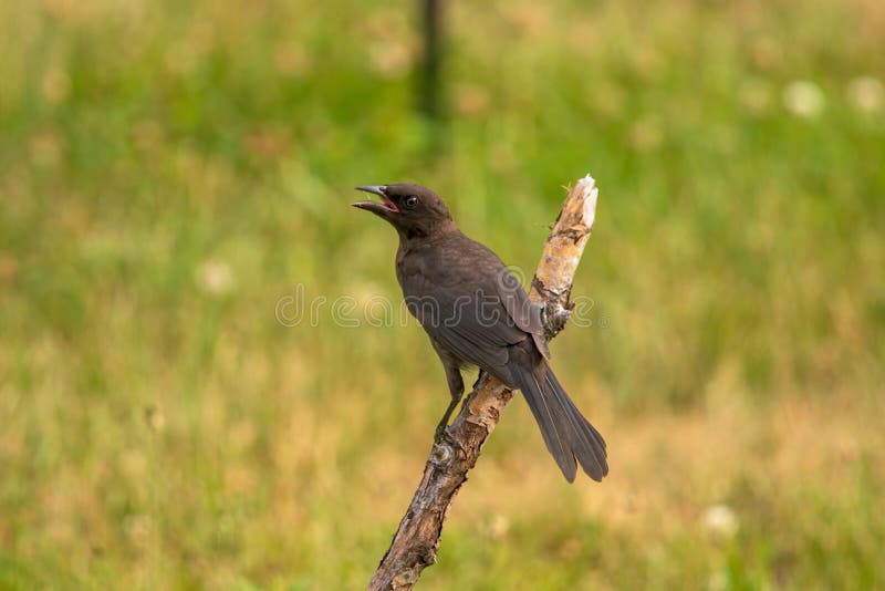Cow bird on twig stock image. Image of plant, grass - 266705813