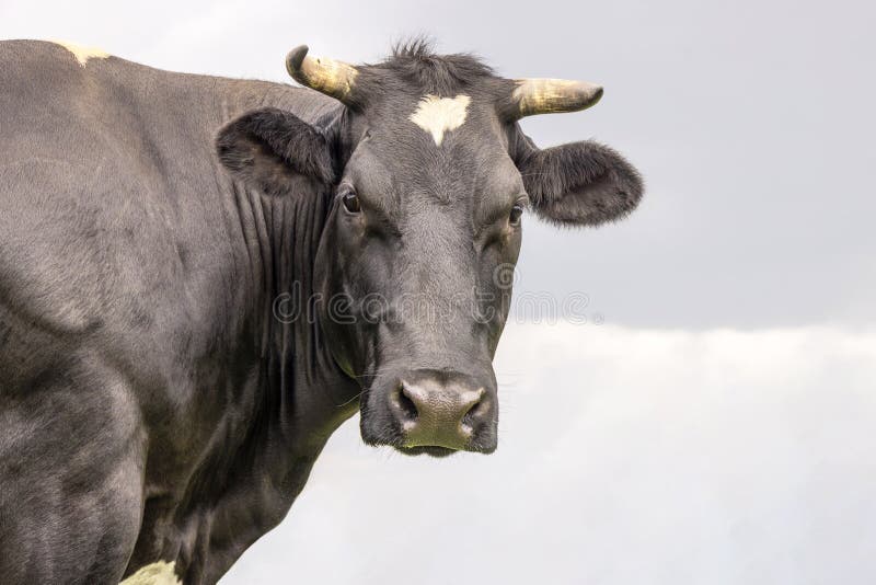 Cow Black Beauty, Medium Head Shot Front View, Handsome Pretty Face ...