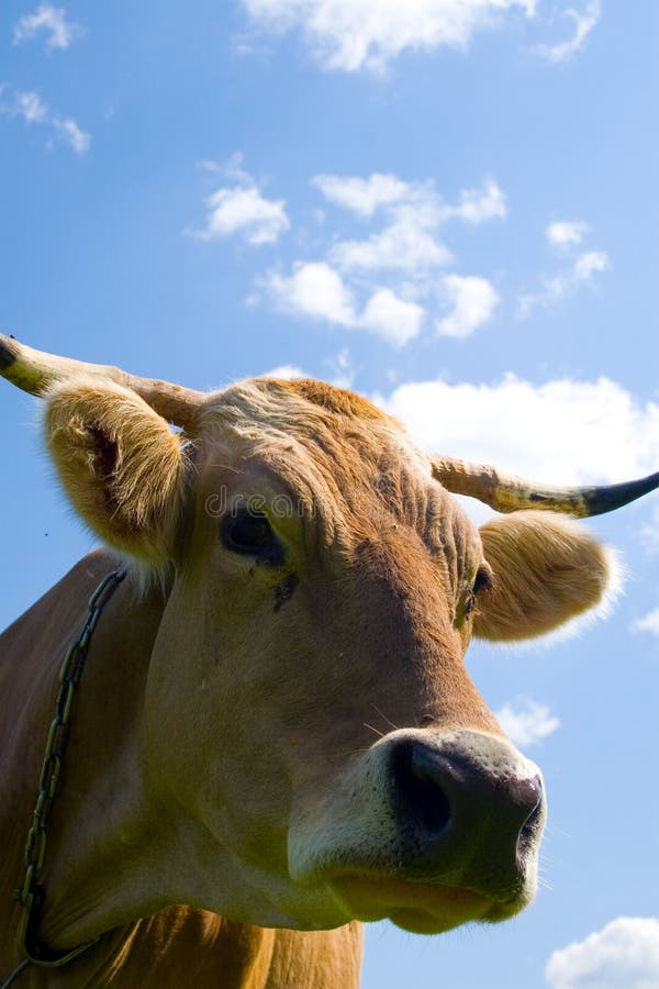Cow on blue sky background stock image. Image of grass - 7309101