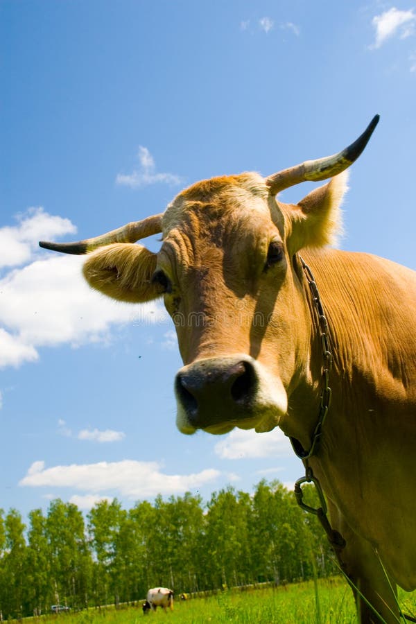 The cow and blue sky stock photo. Image of background - 135210178