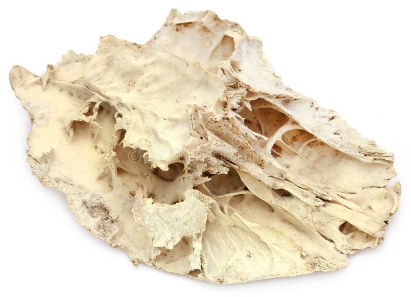 Cow bone stock photo. Image of food, bones, cattle, health - 83979694